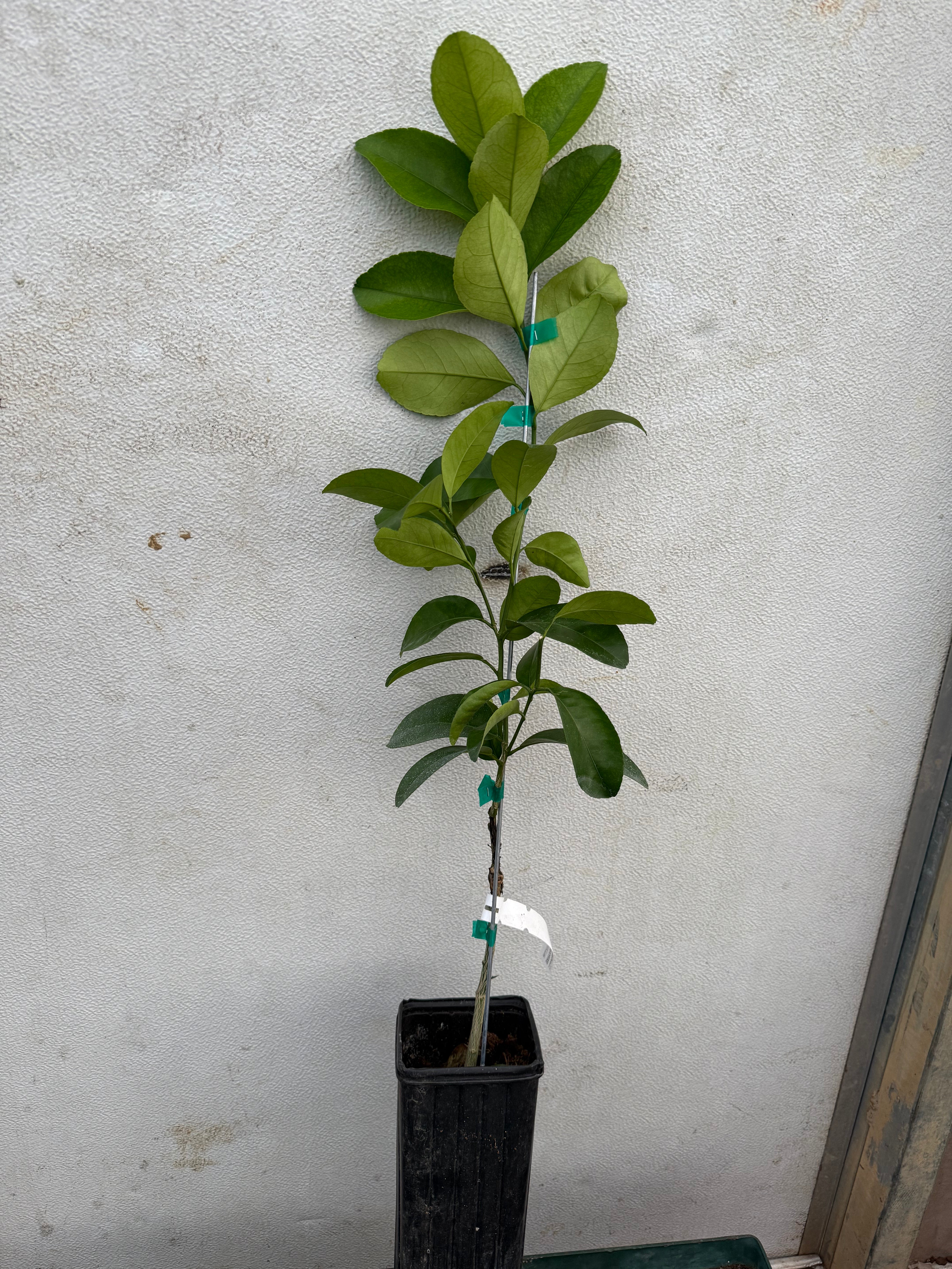 New Zealand Lemonade tree – Floradel Citrus Nursery Store