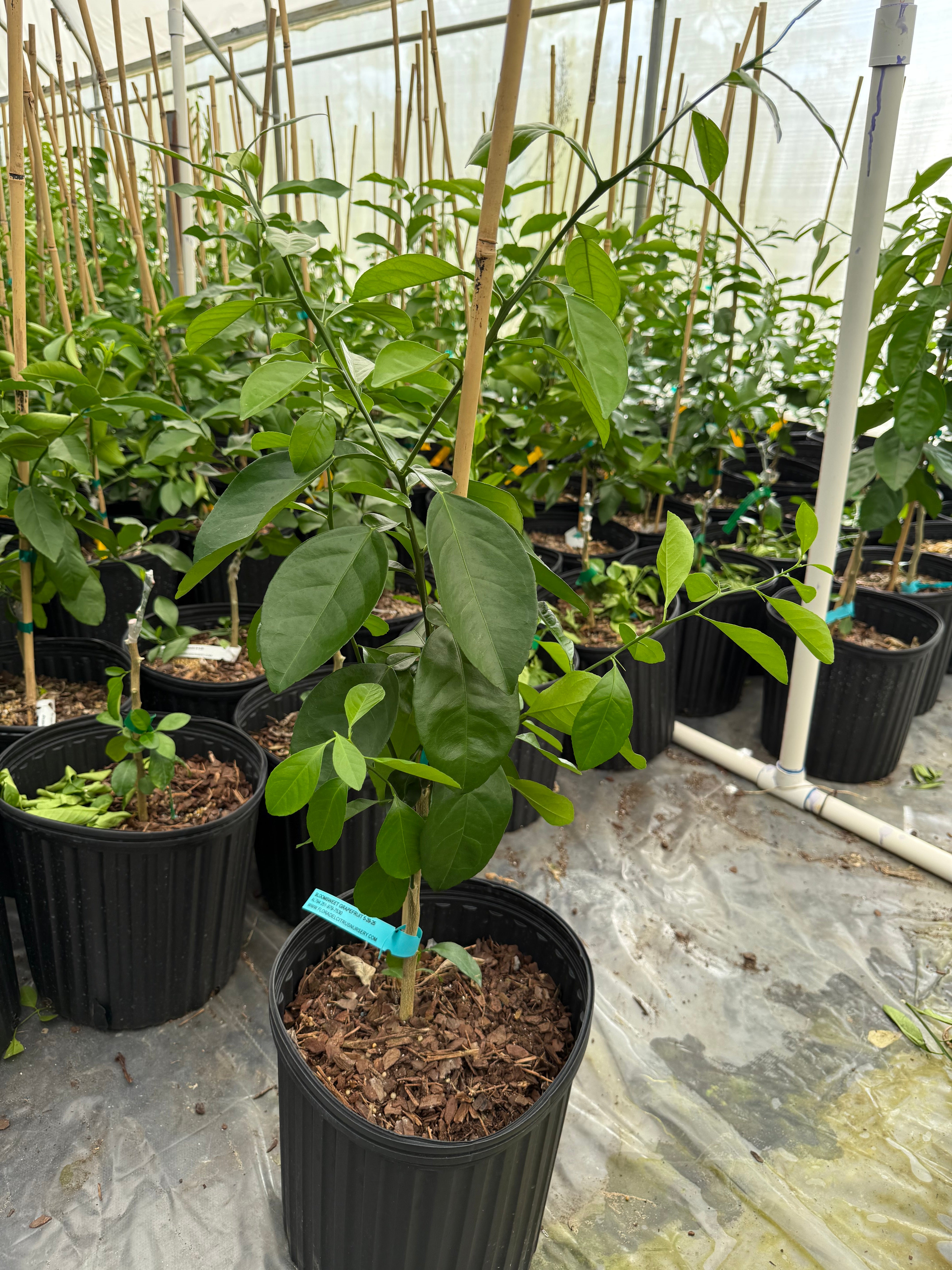 3 gallon grapefruit/lemon cocktail tree – Floradel Citrus Nursery Store