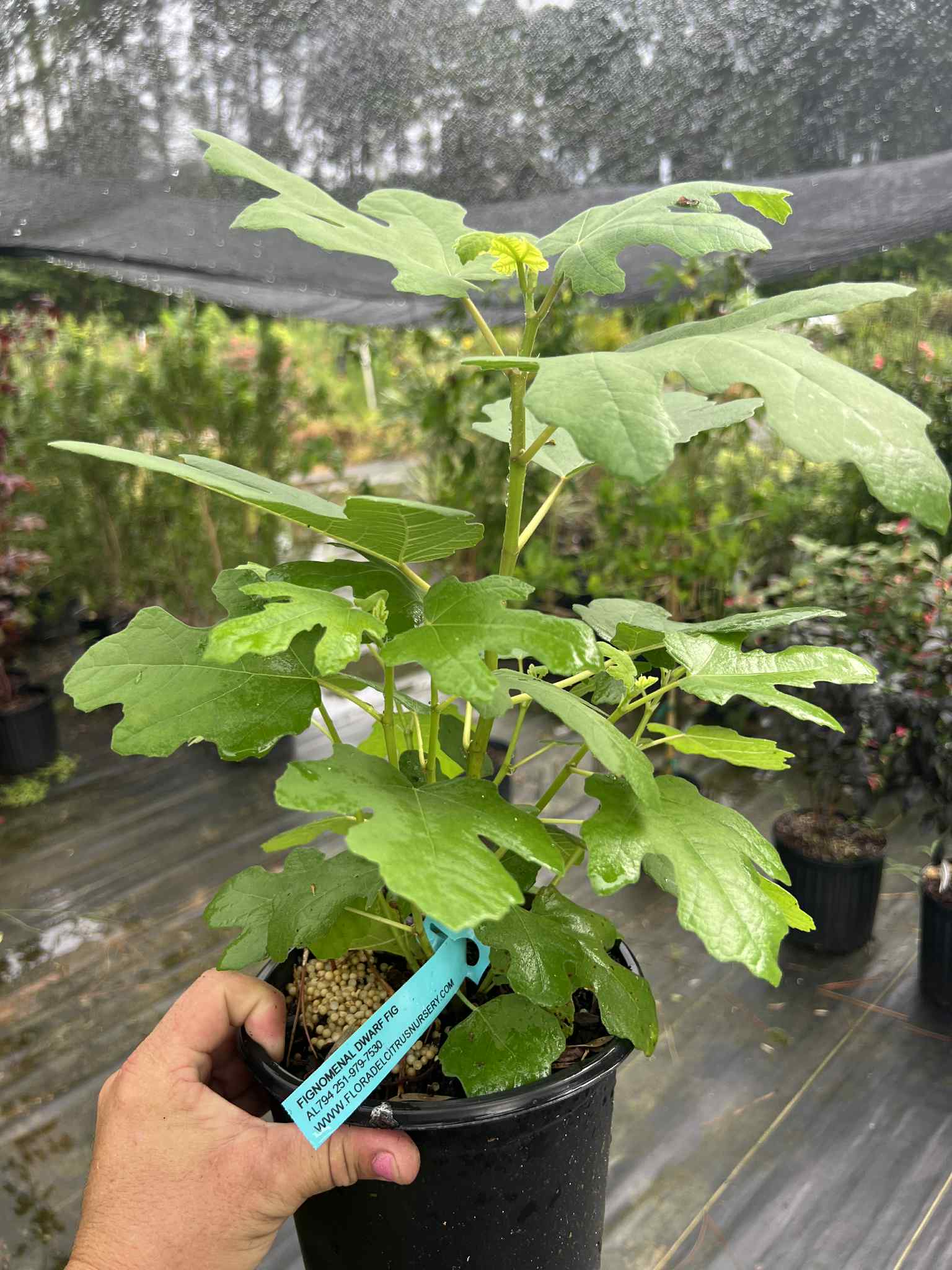 Fignomenal dwarf fig – Floradel Citrus Nursery Store