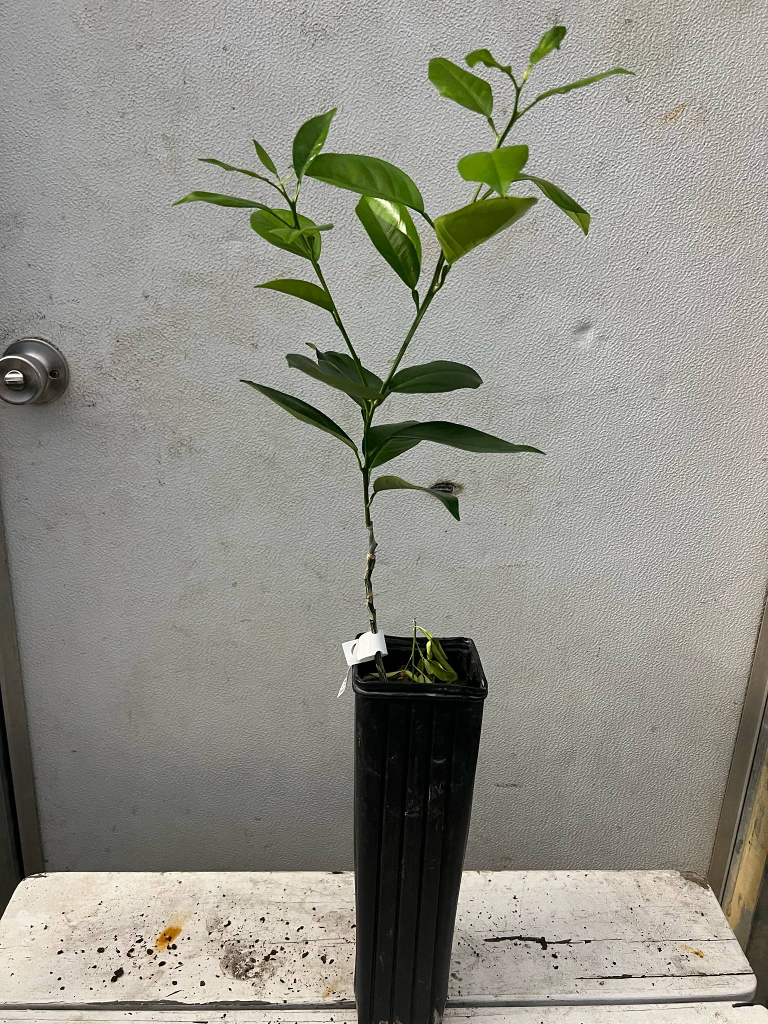 New Zealand Lemonade tree – Floradel Citrus Nursery Store