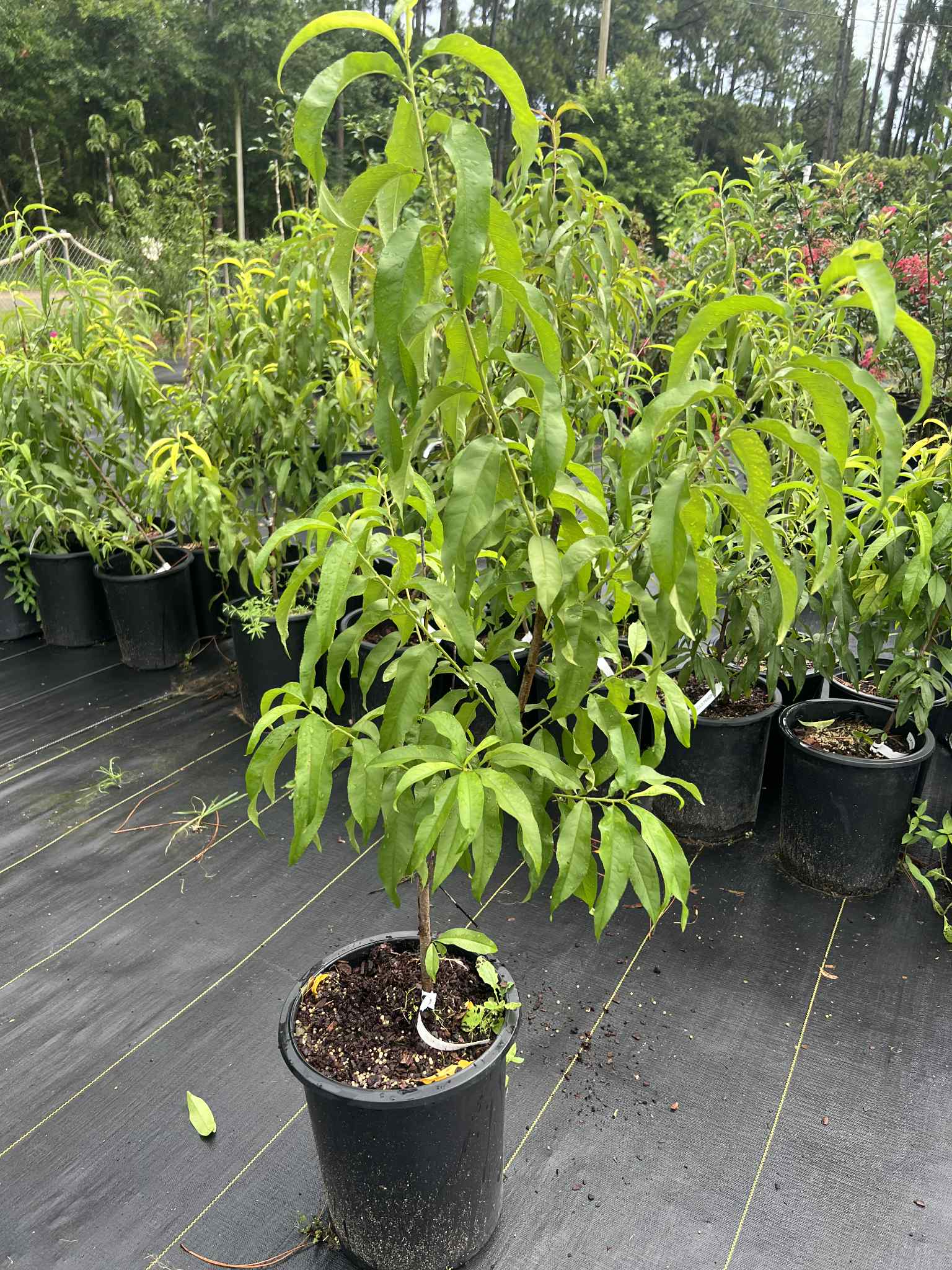 Sam Houston peach tree – Floradel Citrus Nursery Store