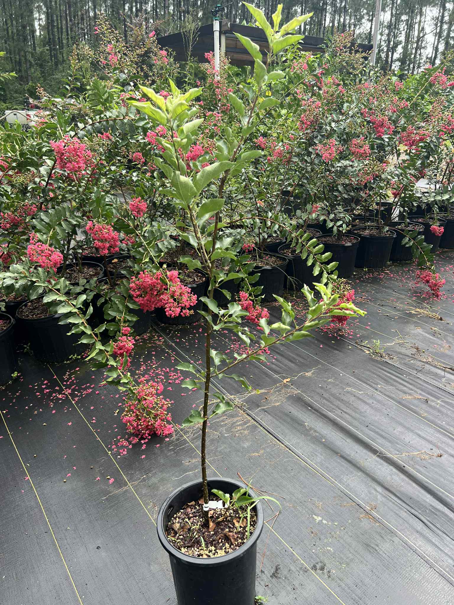 Anna apple – Floradel Citrus Nursery Store